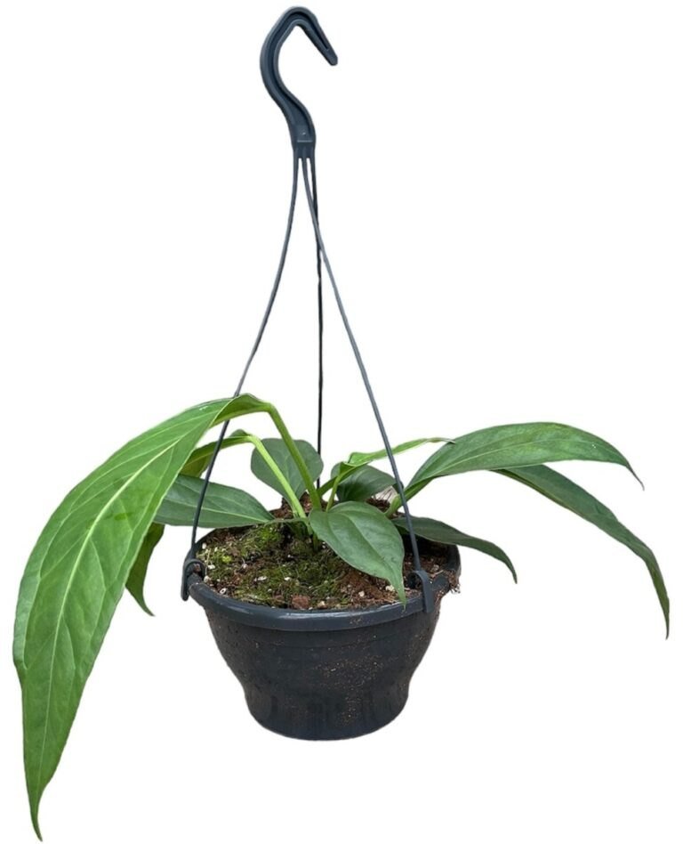 Anthurium Big Bill ⏀17 cm pot - Hudsons Plant Centre